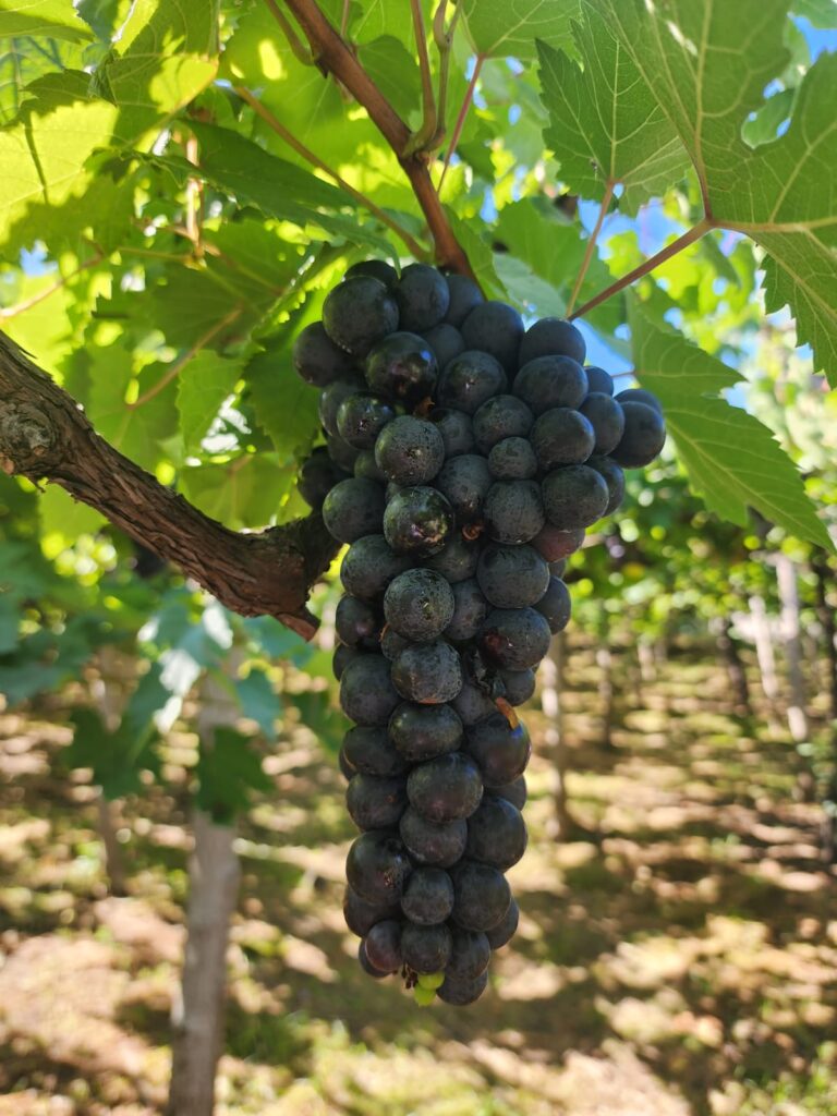 Monitoring dan Evaluasi Kajian/Penelitian Pengembangan Varietas Anggur ...